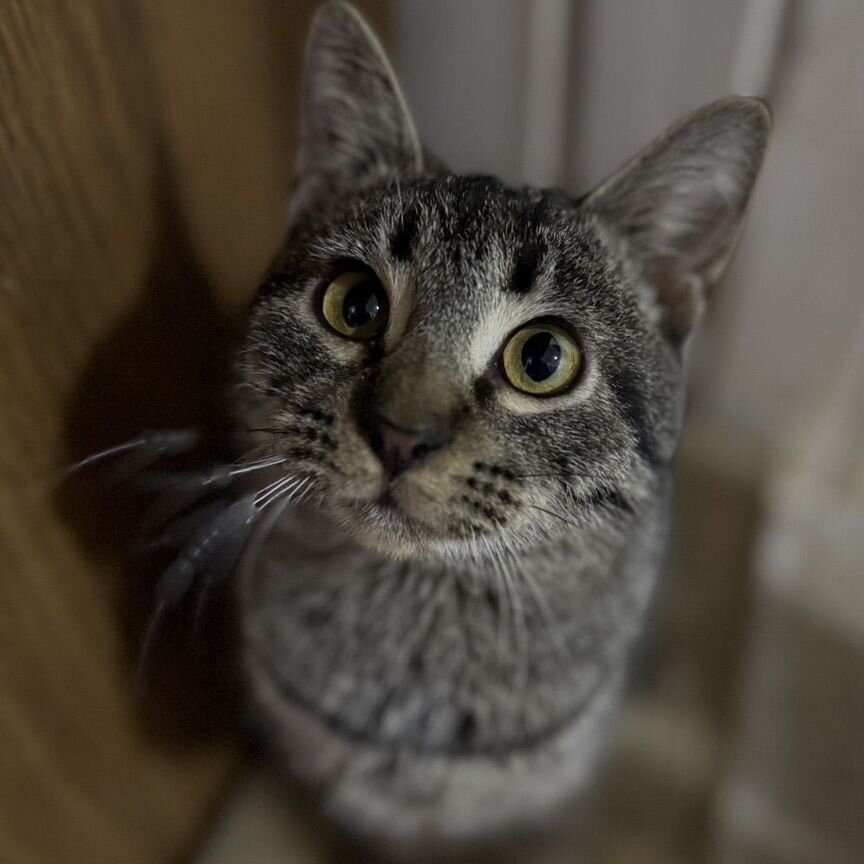 Кошечка