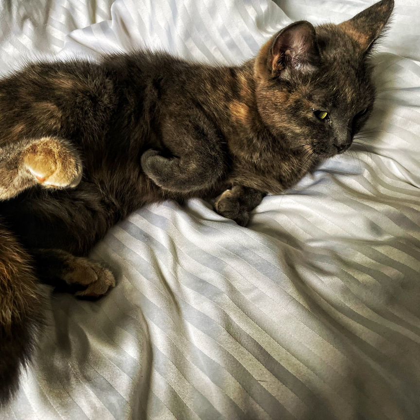 Отдаю кошечку Мусю