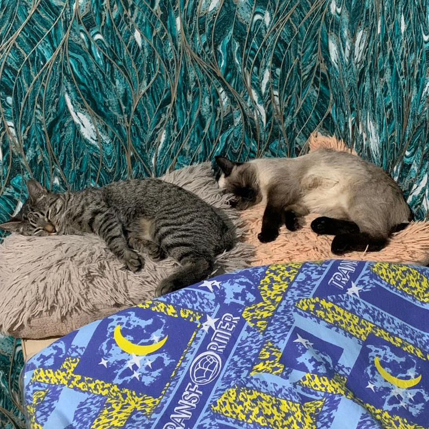 Отдам двух кошек в добрые руки