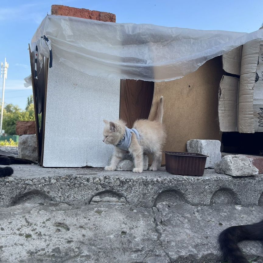Крошечный абрикосовый котенок Носочек