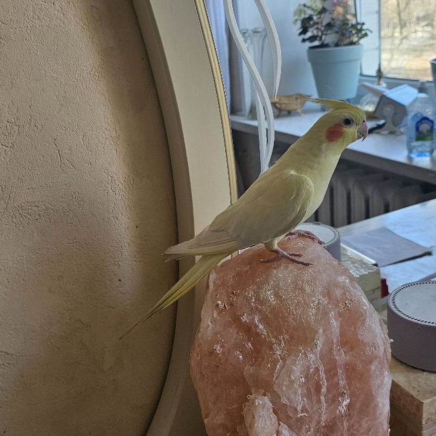 Попугай корелла с клеткой