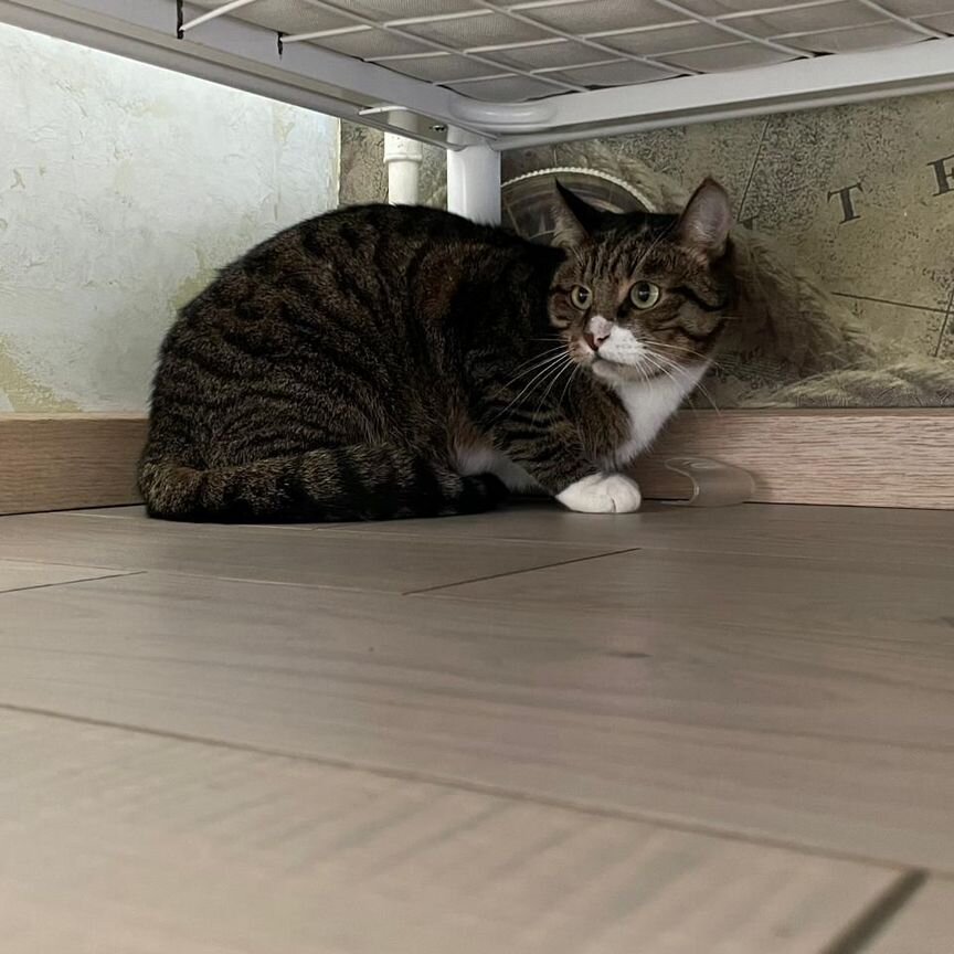 Отдам в хорошие руки бесплатно кота