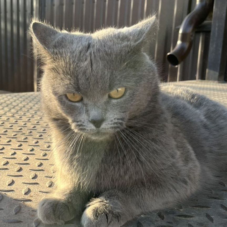 Взрослый кот в добрые руки