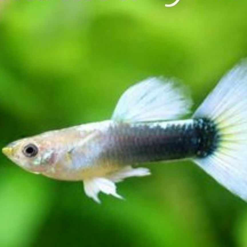 Гуппи чистая линия