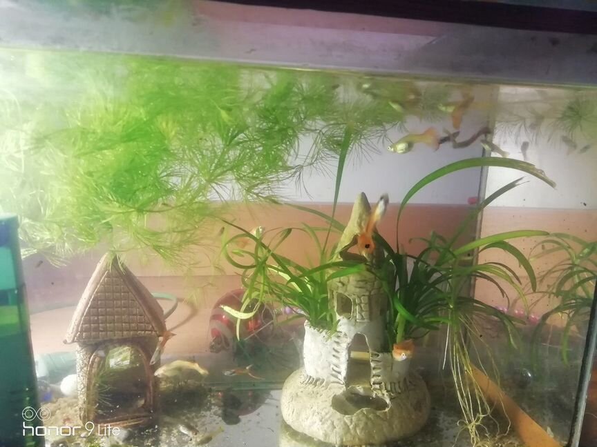 Продам аквариумных рыбок