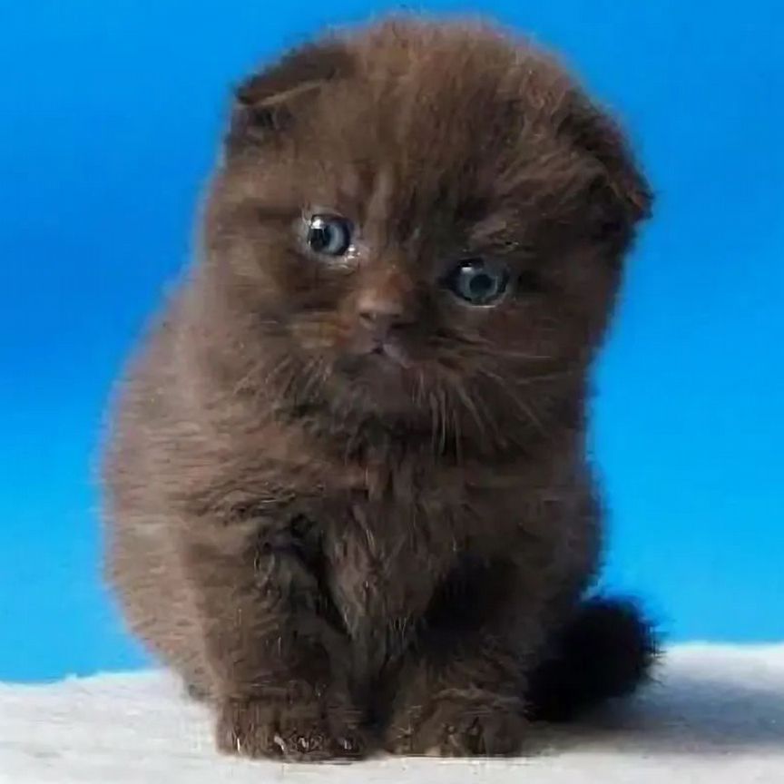 Шотландский вислоухий короткошёрстный котёнок