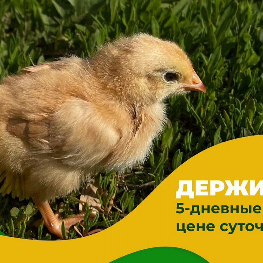Цыплята Редбро суточные