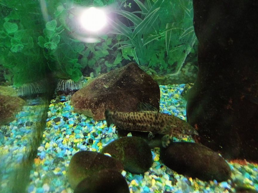Сомы большие Анциструс и платидорас