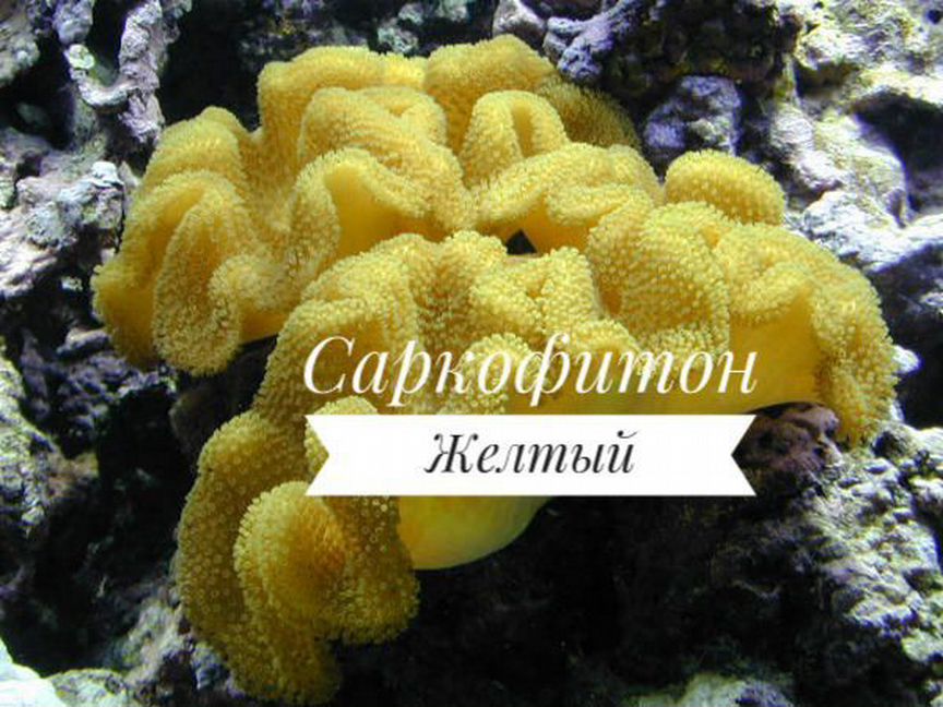 Саркофитон Желтый, S (морской коралл в наличии)