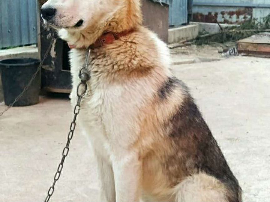 Кобель в добрые руки