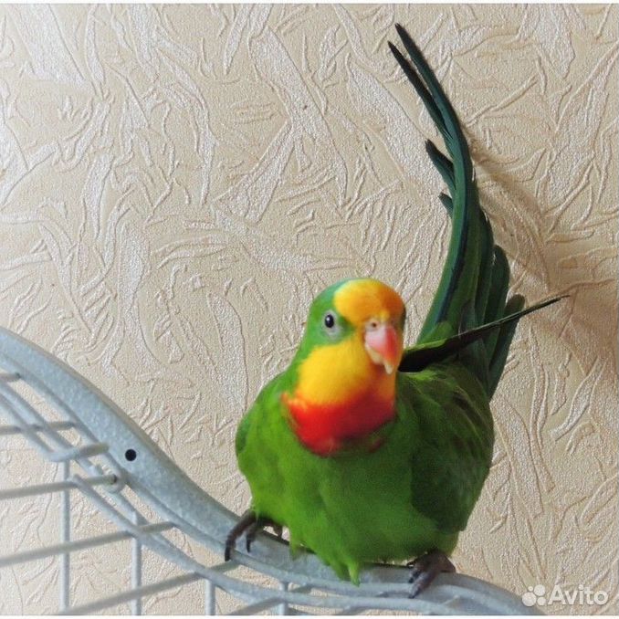 Роскошный попугай Барабандовый