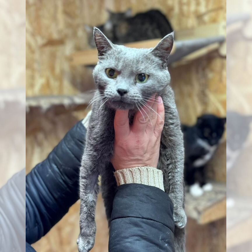 Кошка Пудра в поисках дома