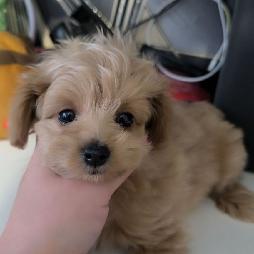 Мальтипу, щенок