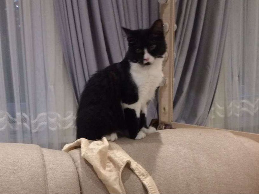 Котик ищет хозяина