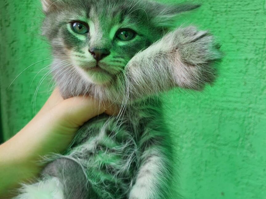 Котёнок Тимоша