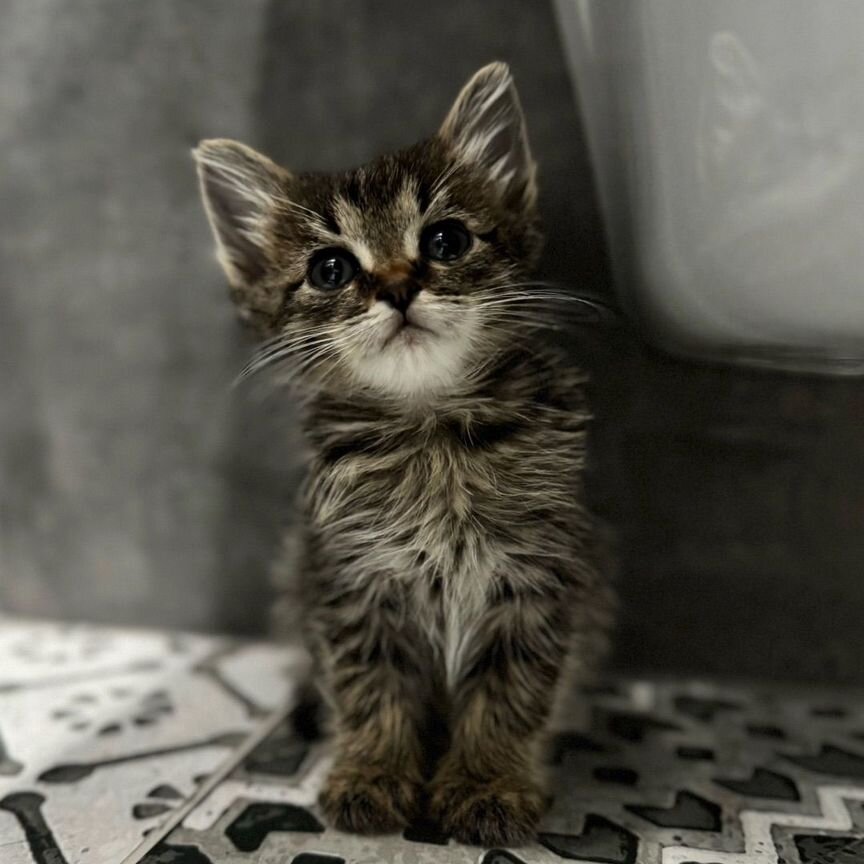 Котенок Крош