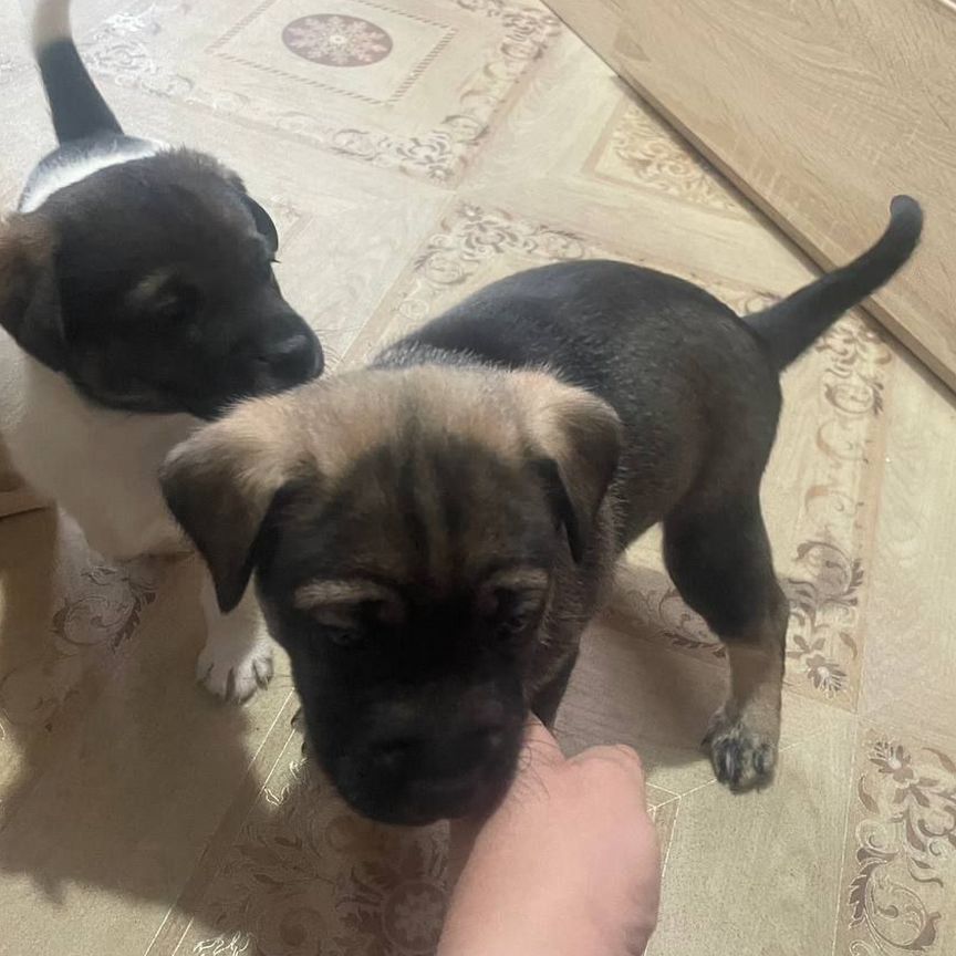 Щенок в добрые руки