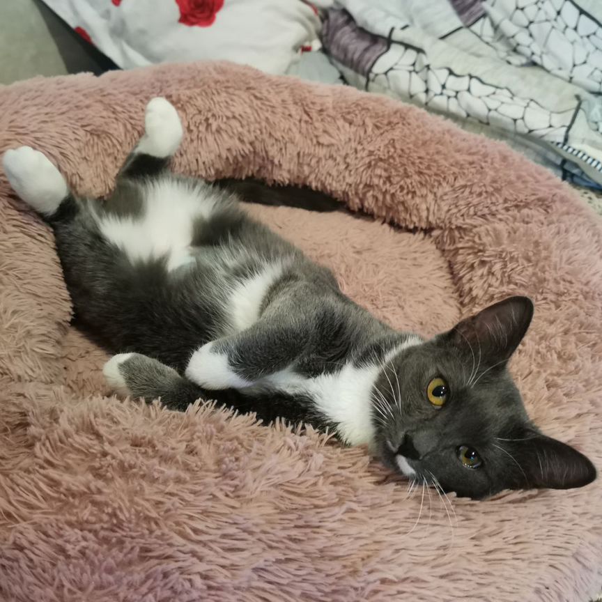Подруга вашему коту