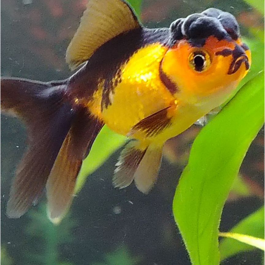 Аквариумные рыбки