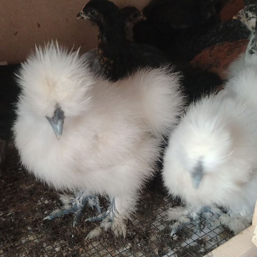 Молодая семья