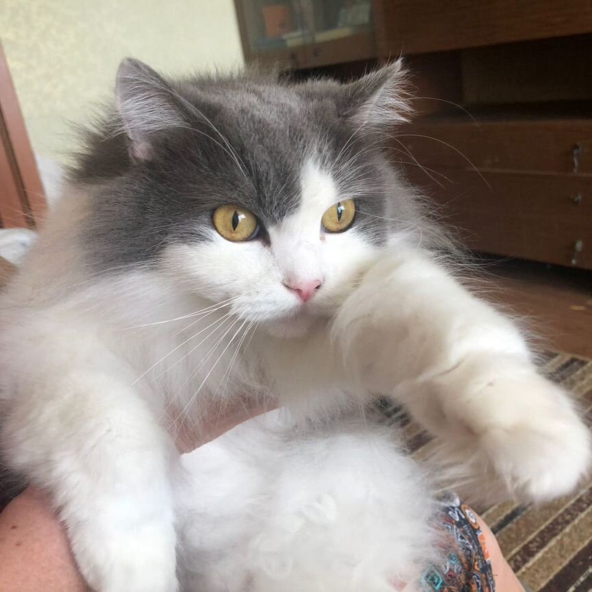 Кот Пушок