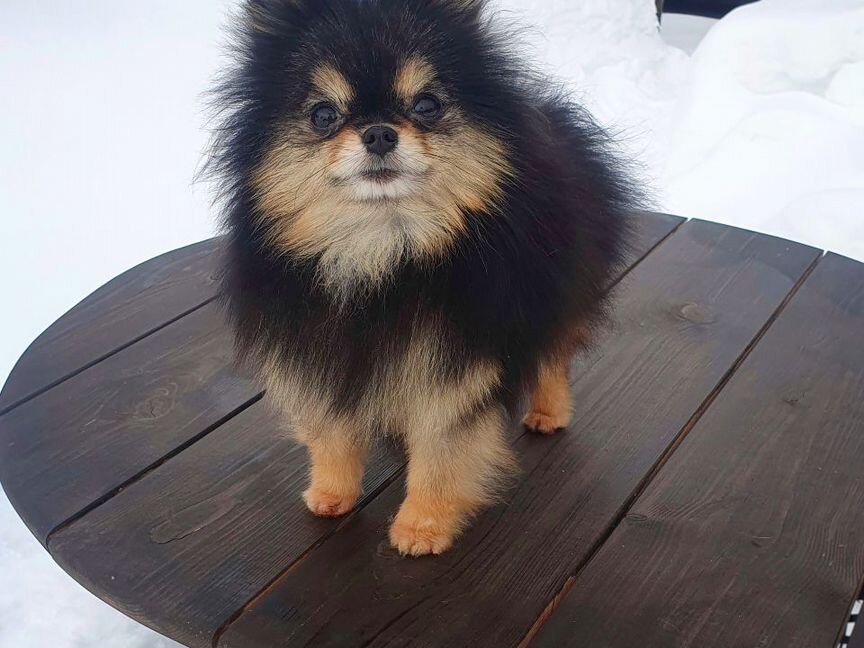 Померанский шпиц девочка micro