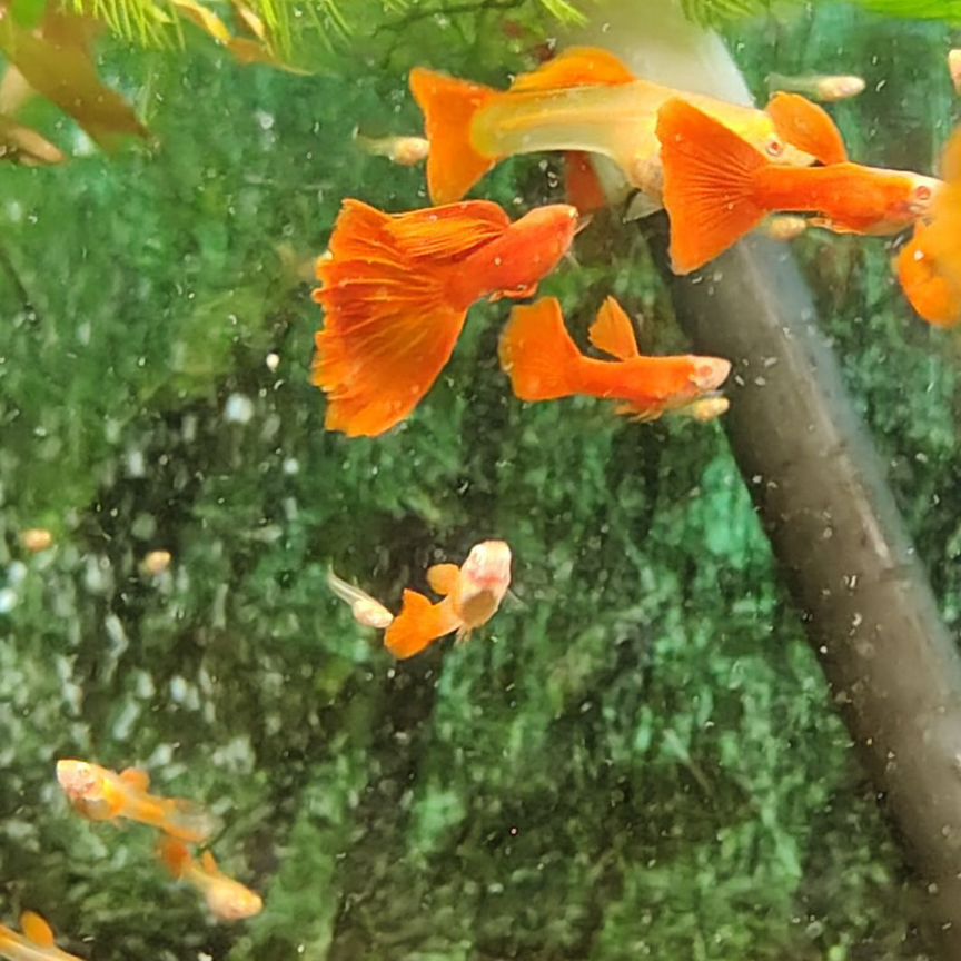 Гуппи фулл ред альбино