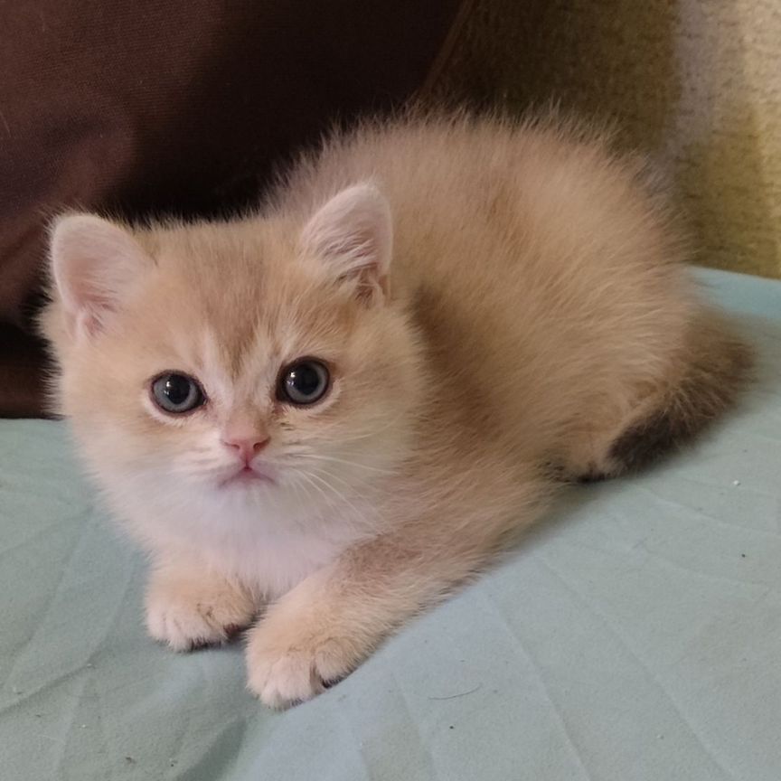 Британский короткошёрстный котёнок