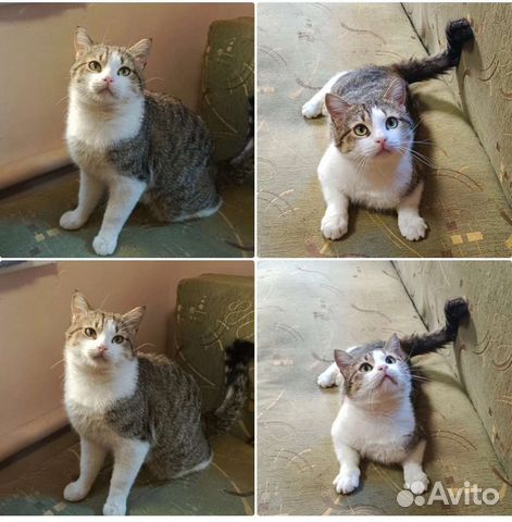 Котик Васенька ищет дом