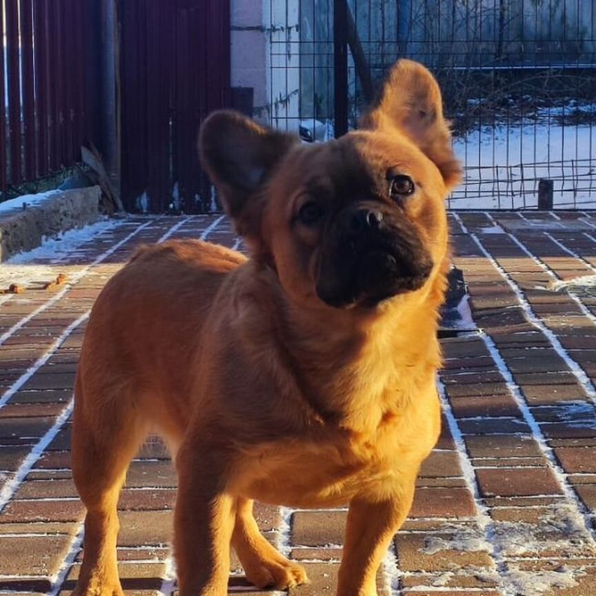 Французский бульдог мальчик флаффи