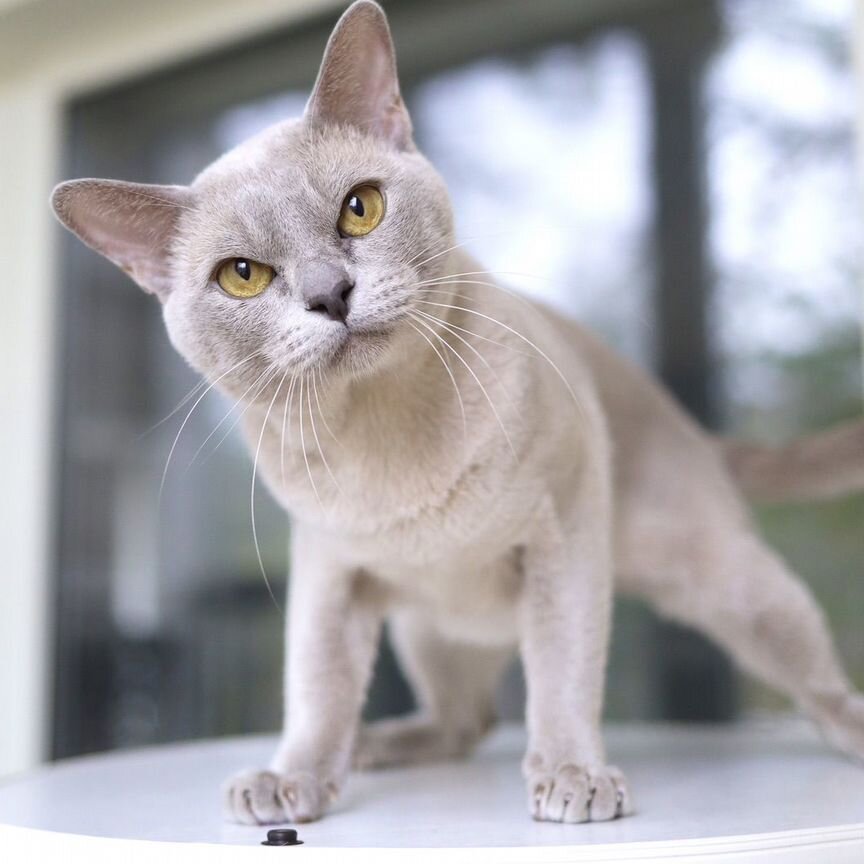 Кот бурма Норд 2,5 года