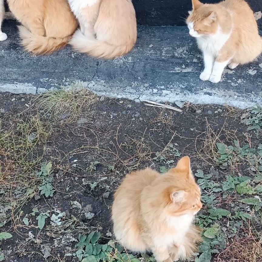 Котята бесплатно