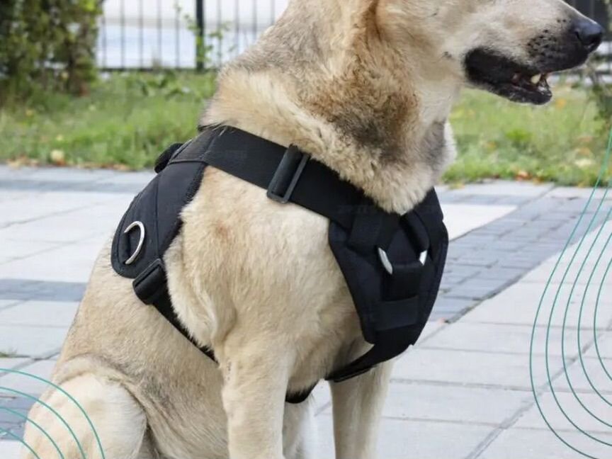 Шлейка для собак