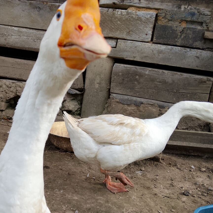 Гуси