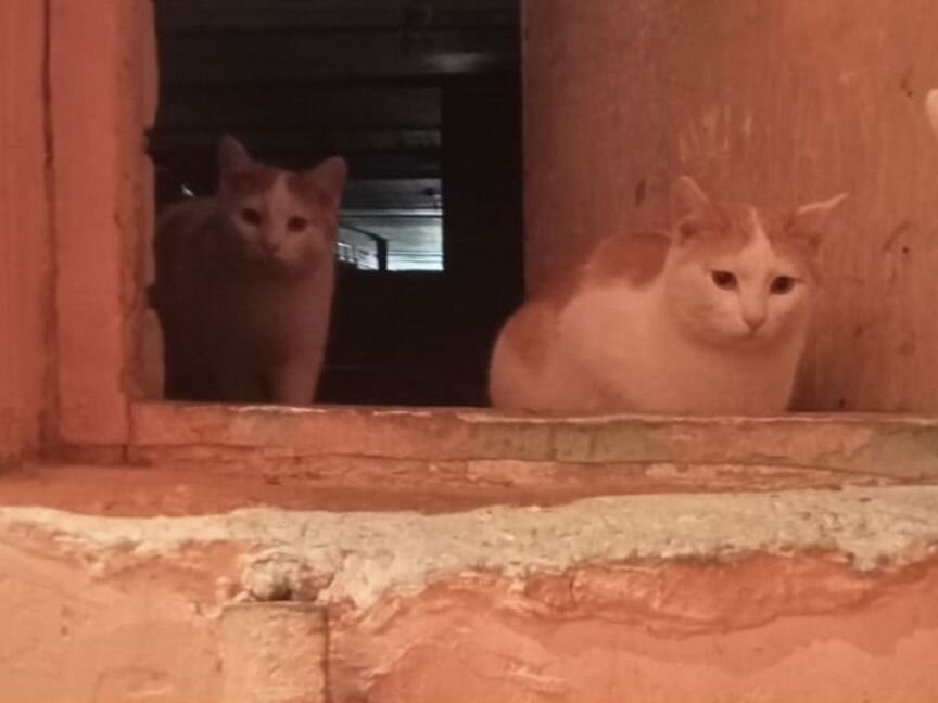 Котиков замуровали на крыше