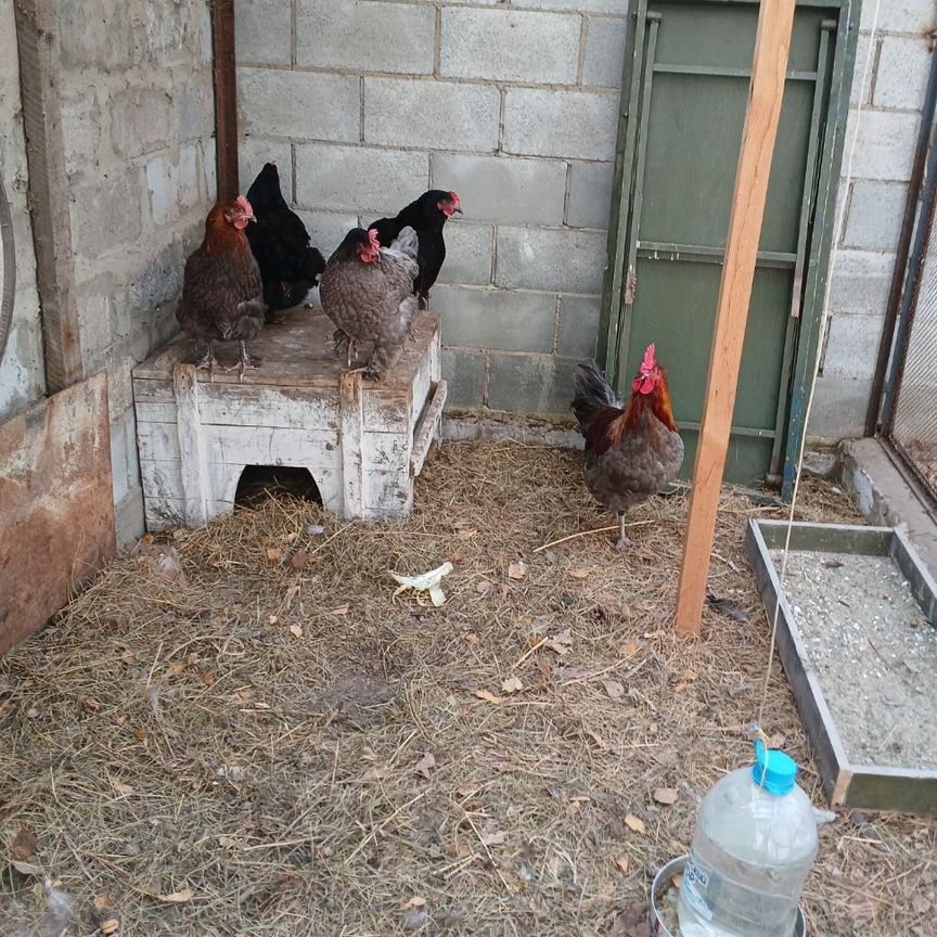 Курицы породы маран и петух