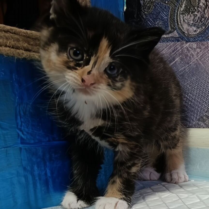 Котёнок в добрые руки