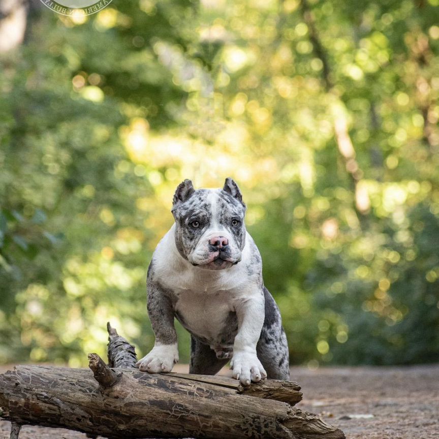Щенок Американский булли