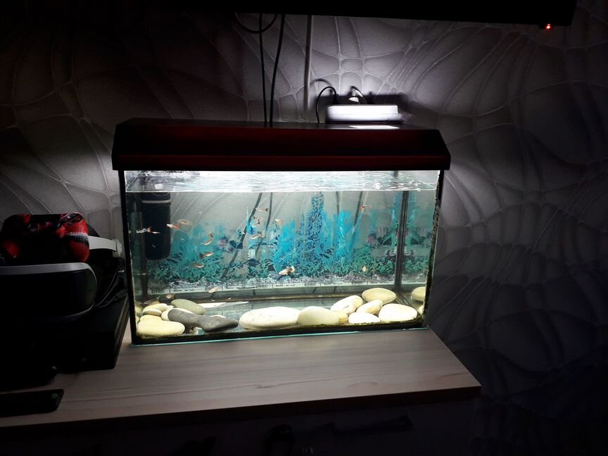 Аквариум с рыбками Гупешки