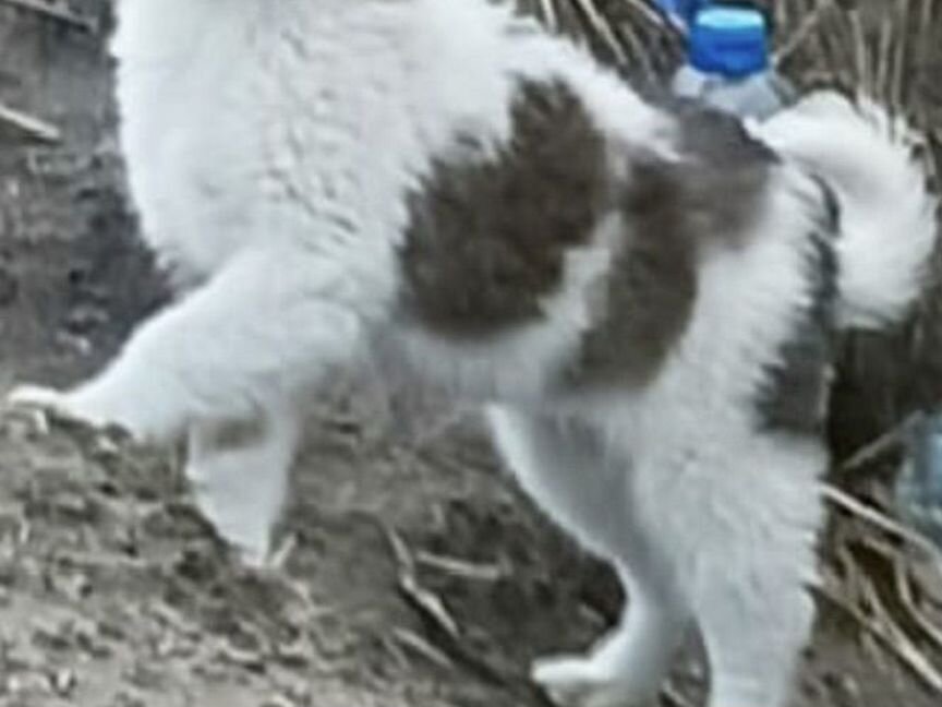 Две Красавицы Девчонки-5 мес