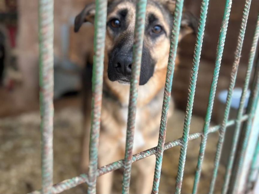 Джун милый щенок из приют надеется найти родителей