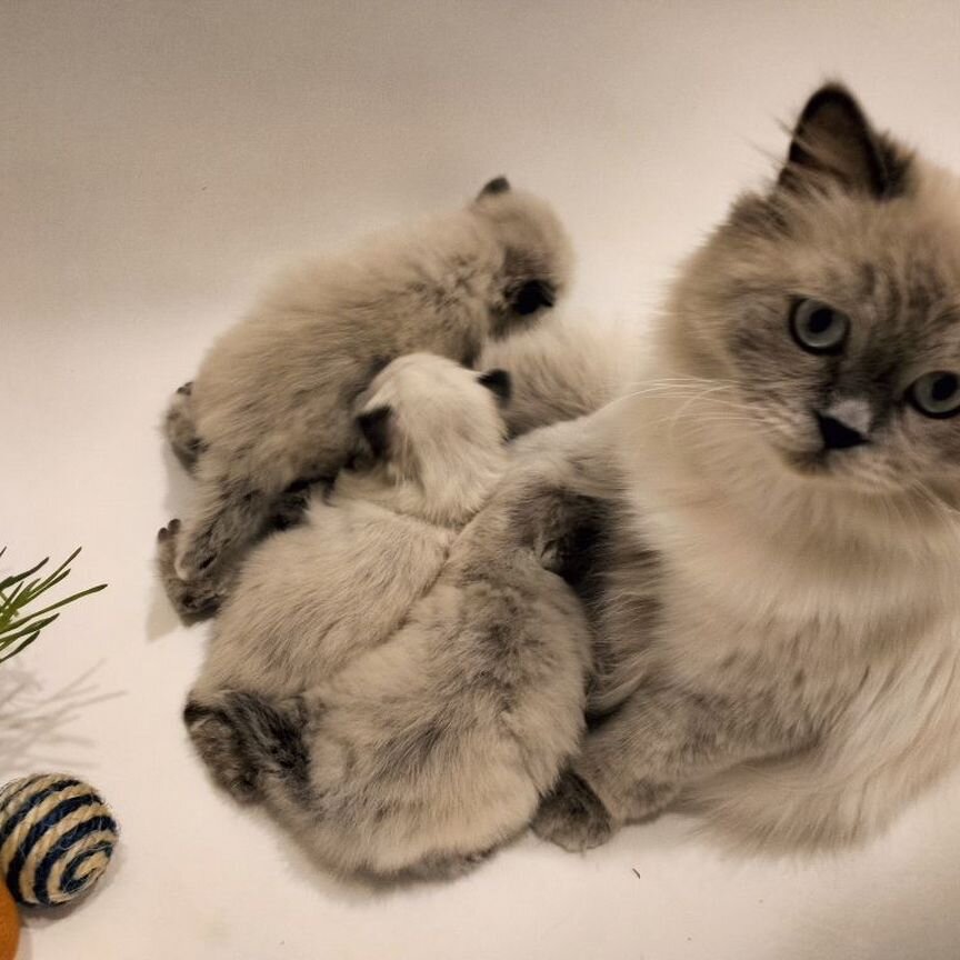 Шотландские котята с пушистой шубкой