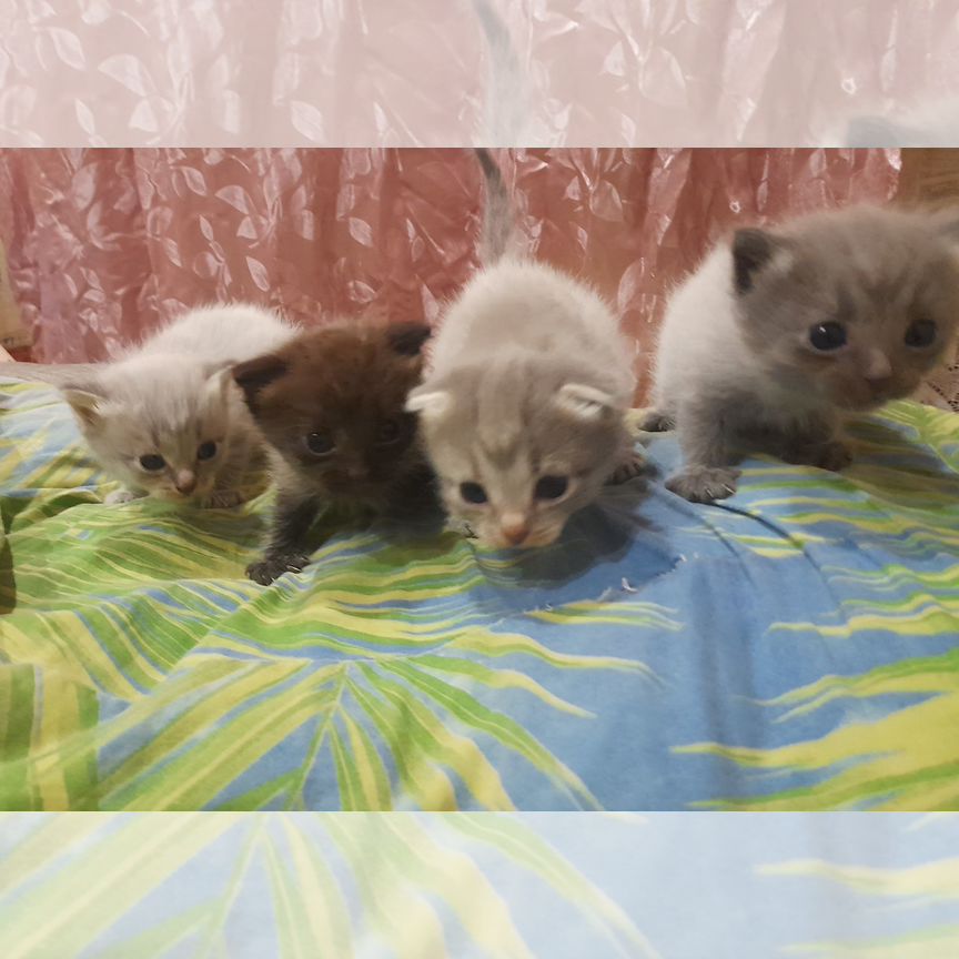 Котята британцы 2 девочки и 2 мальчика