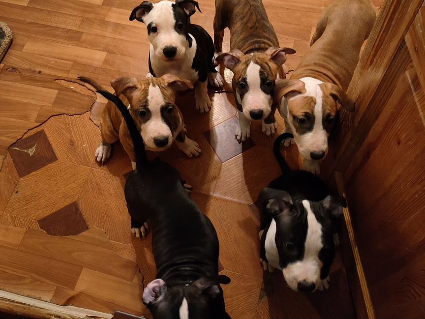 Стаффордширский терьер