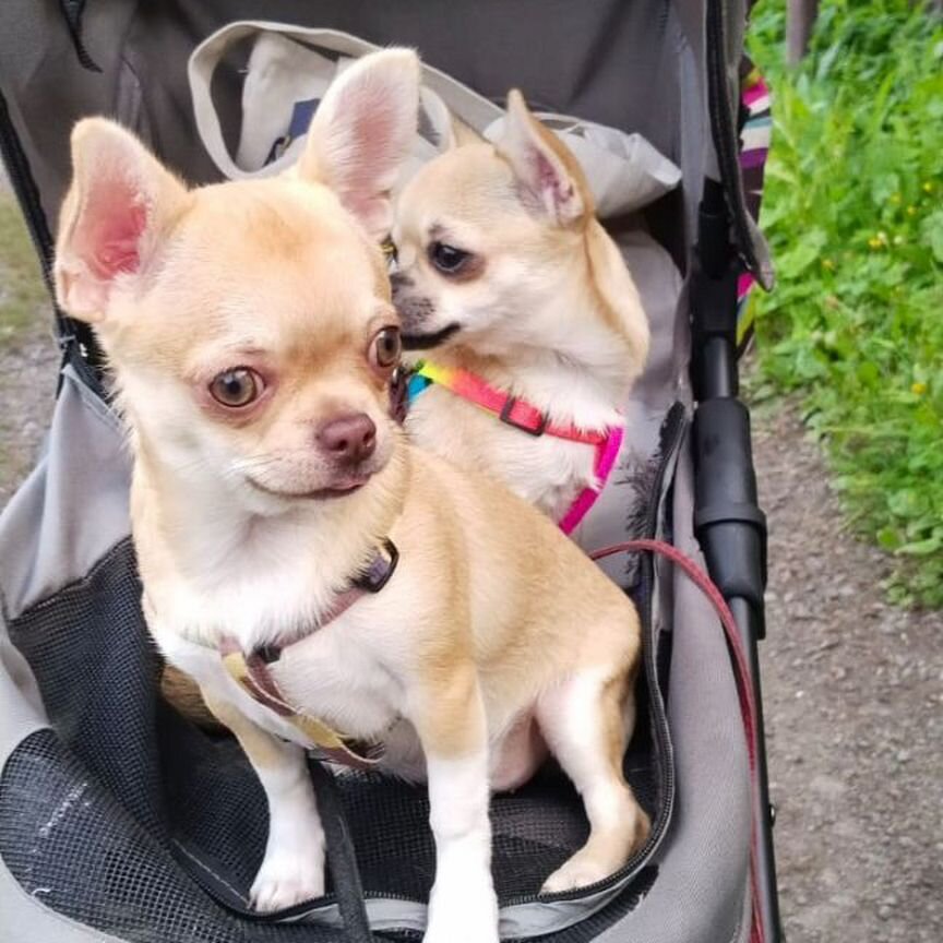 Чихуахуа мальчишка