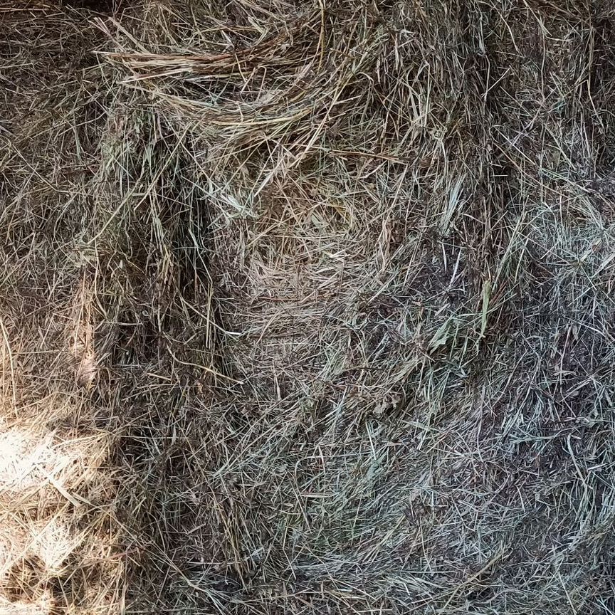 Сено бесплатно