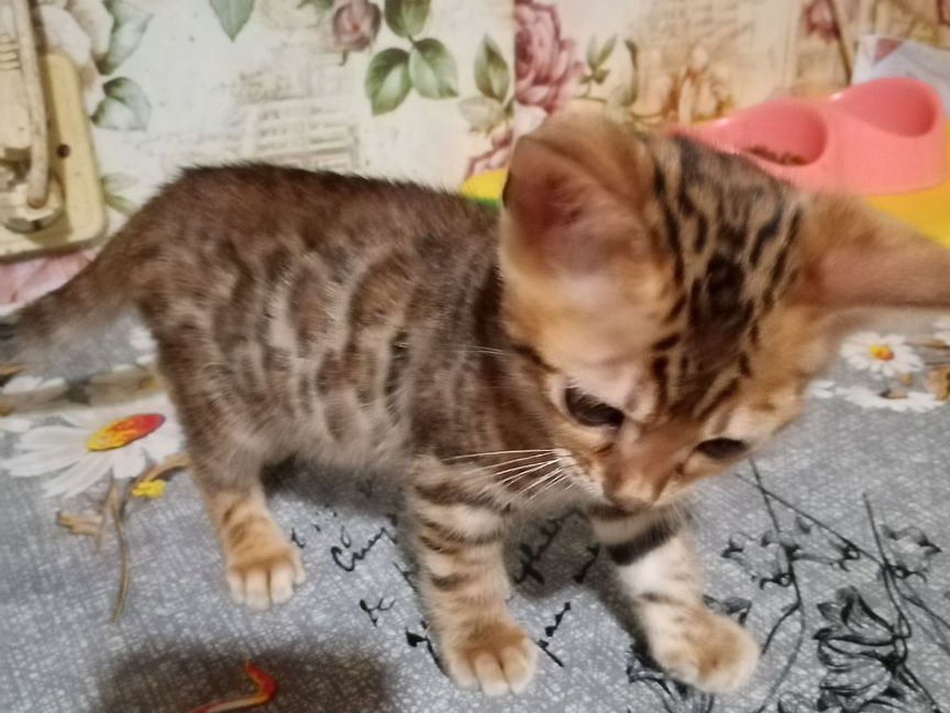 Бенгальская