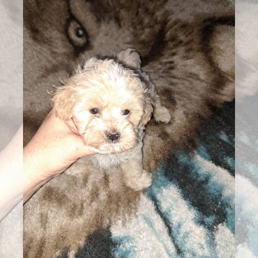 Красавцы мальтипу