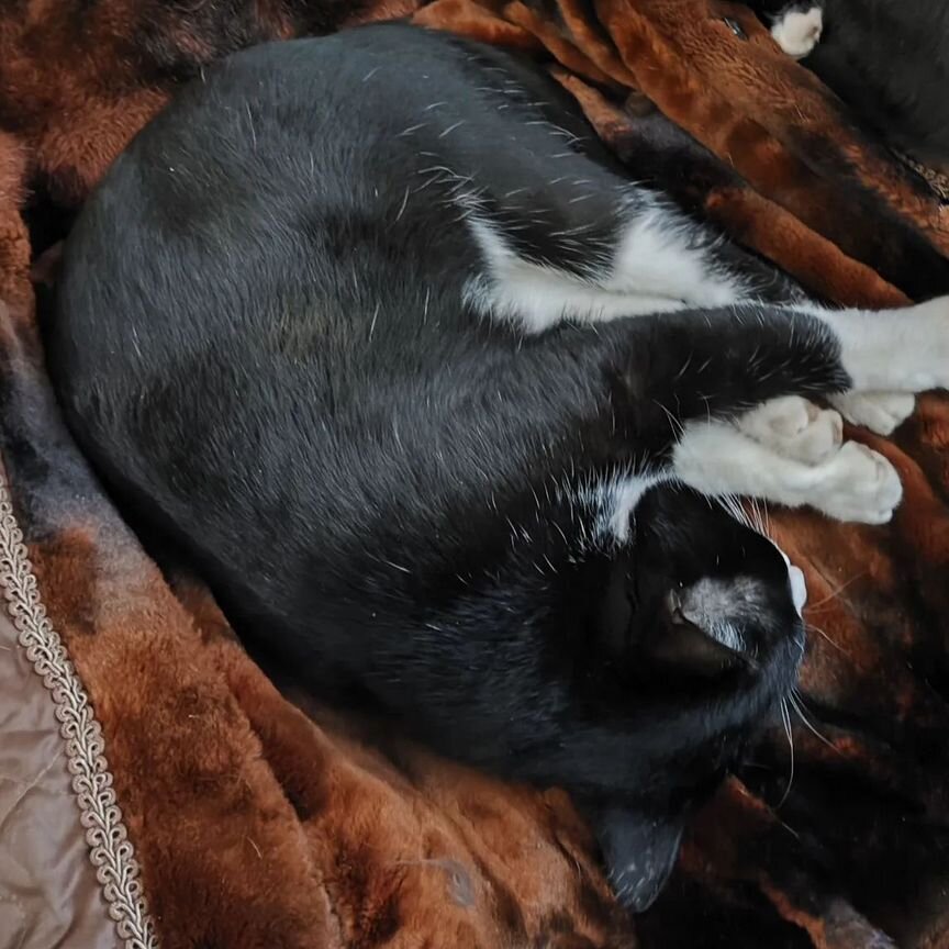 Взрослый кот в добрые руки