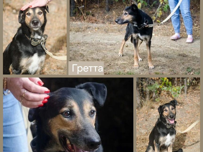 Собака для души по имени Гретта